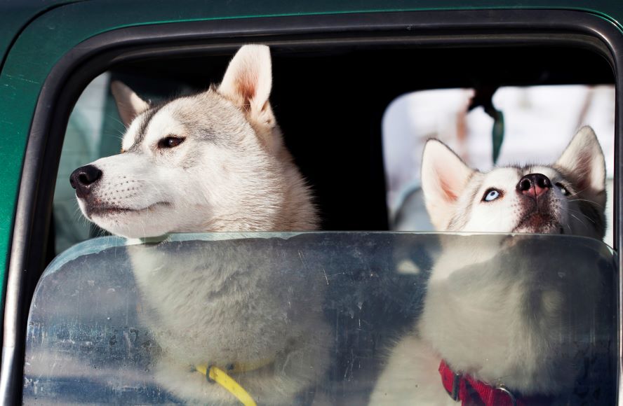 What Drivers Need To Know About Reducing Risks Of Animal Car Accidents ...